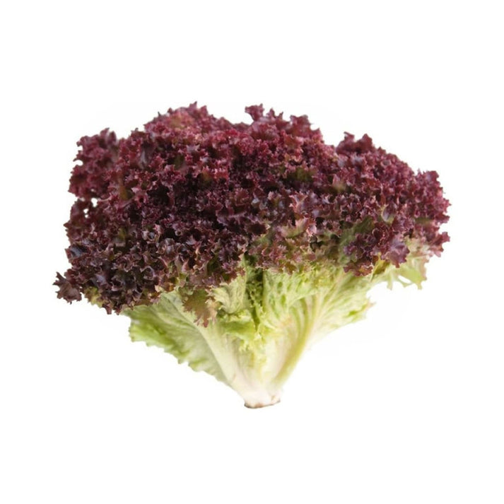 30 Semillas Lechuga Lollo Rosa – Naturaleza en concreto