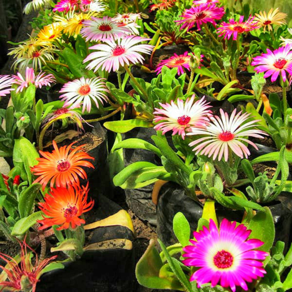 30 Semillas Rayito De Sol – Naturaleza en concreto